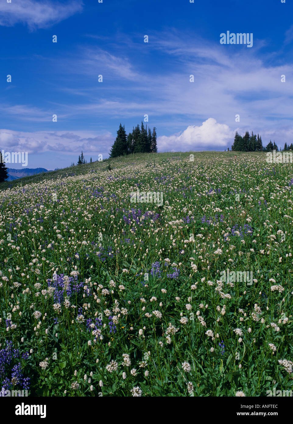 Fragile alpine area hi-res stock photography and images - Alamy