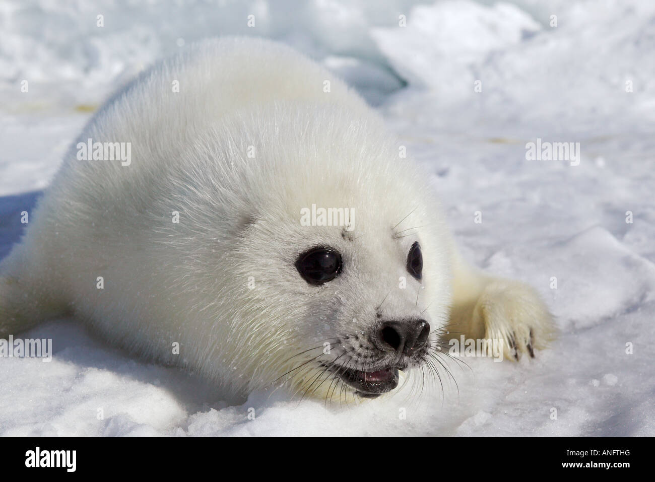 Baby harp seal, the arctic hi-res stock photography and images - Alamy