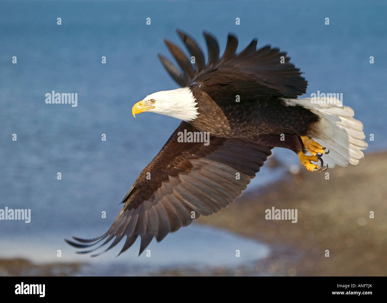 Northern eagle eagle hi-res stock photography and images - Alamy