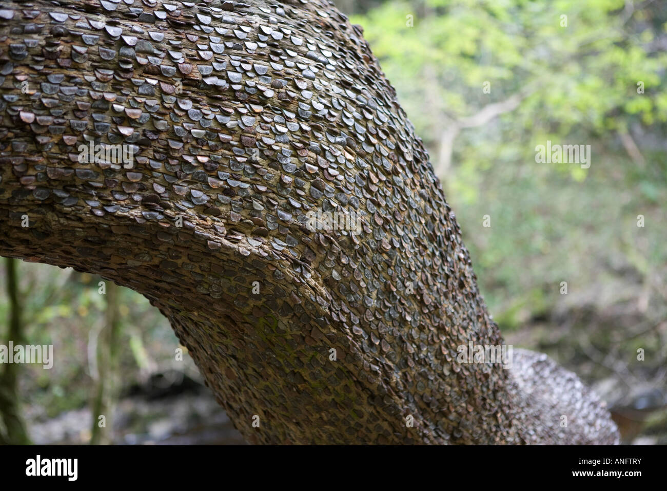 Coins in tree trunk hi-res stock photography and images - Alamy