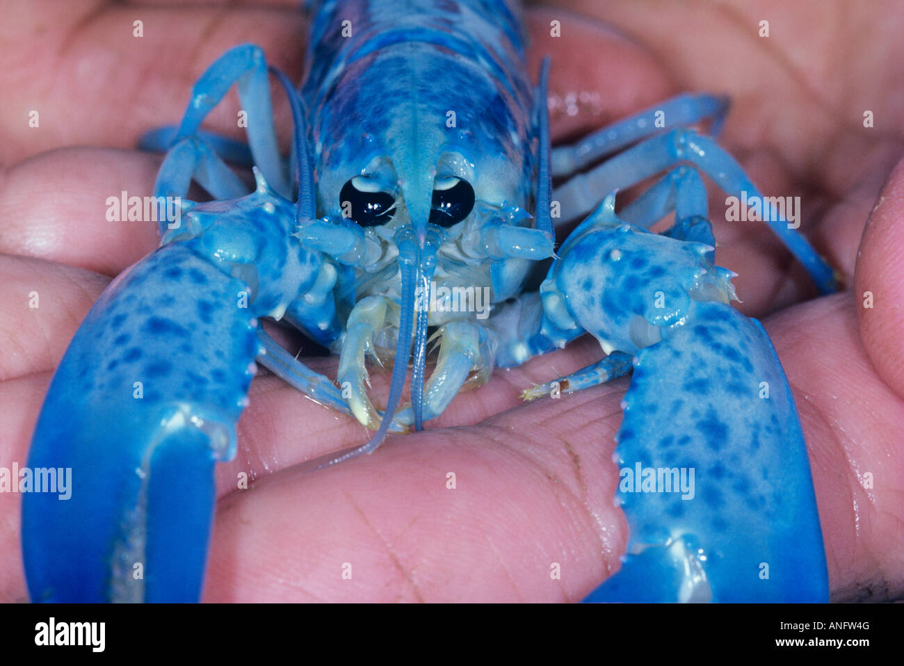 Rare blue lobster hi-res stock photography and images - Alamy