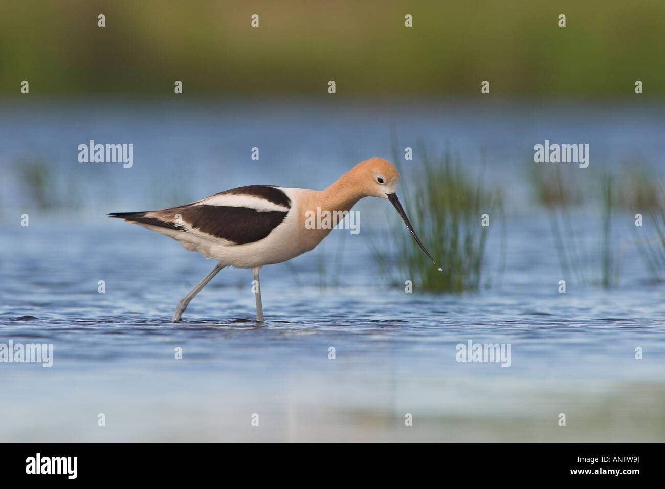 American avocet searching for food in shallow water hi-res stock ...