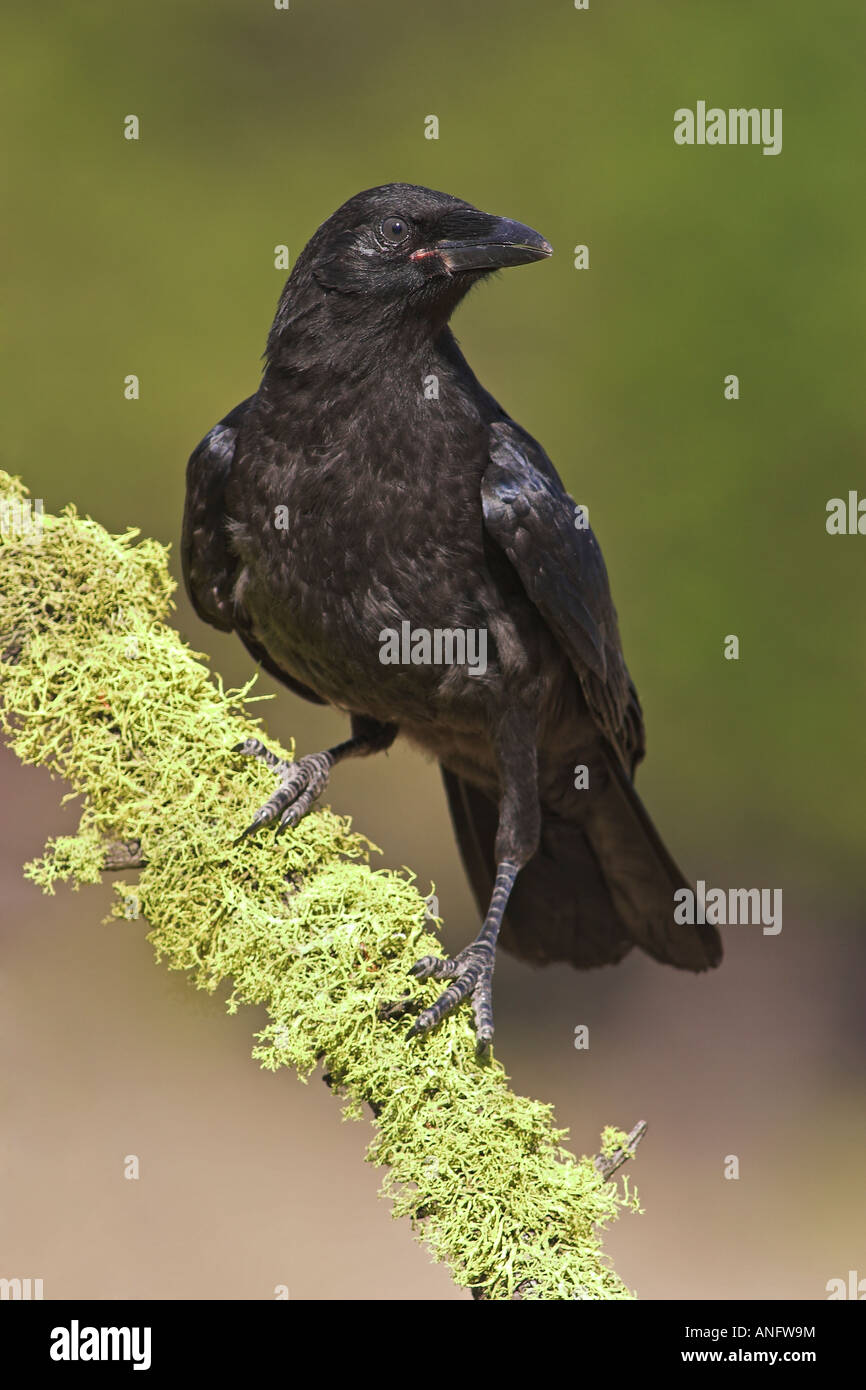 Common Crow resting on moss covered branch, British Columbia, Canada ...