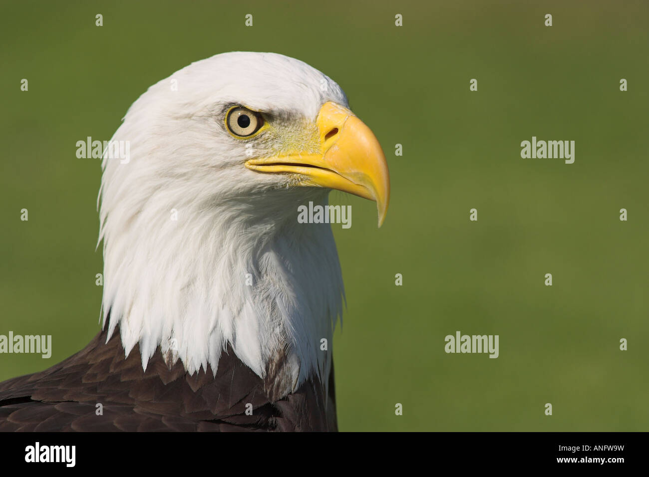 Bald Eagle headshot, British Columbia, Canada Stock Photo - Alamy