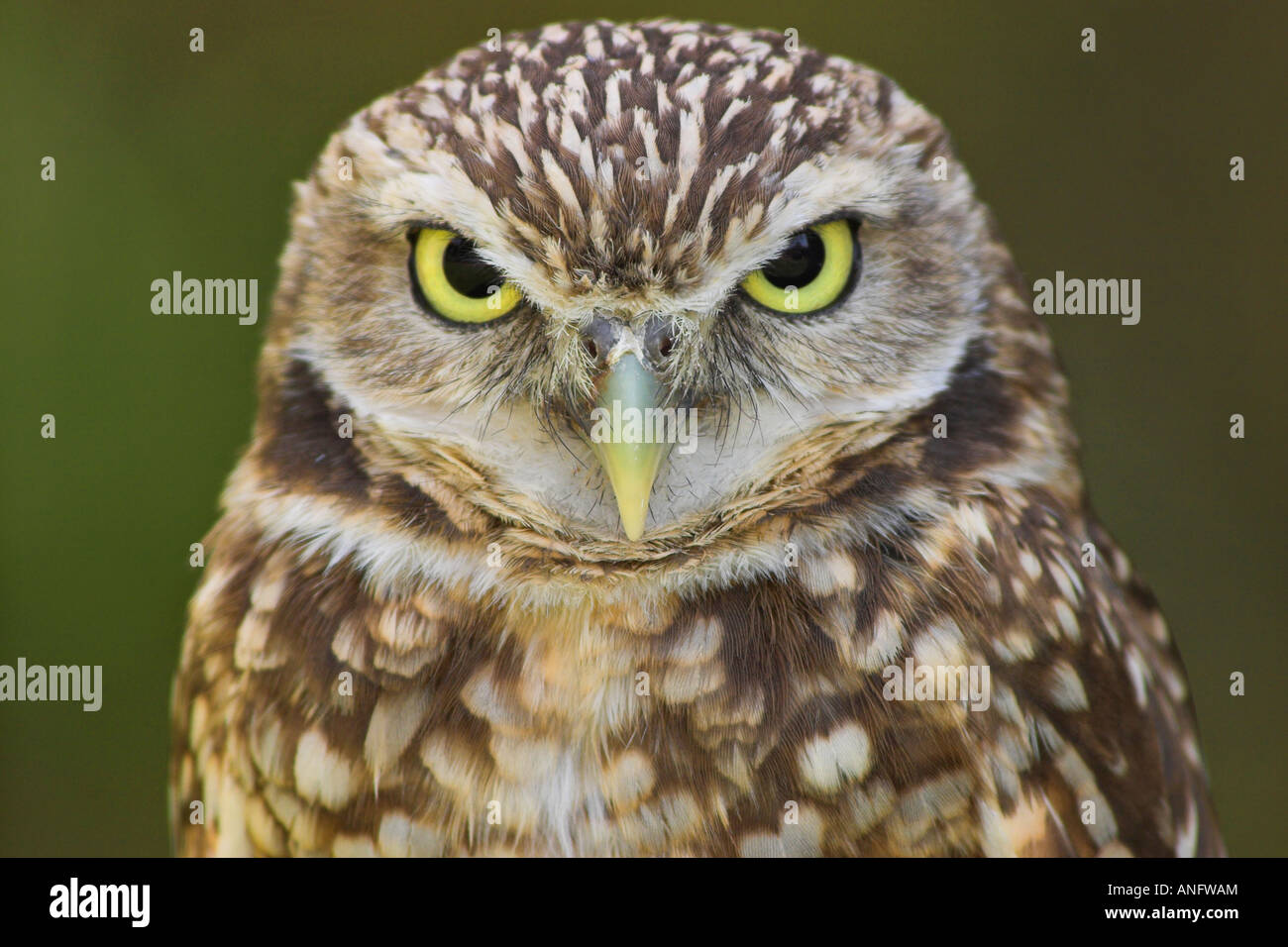 Burrowing Owl head detail, British Columbia, Canada Stock Photo - Alamy