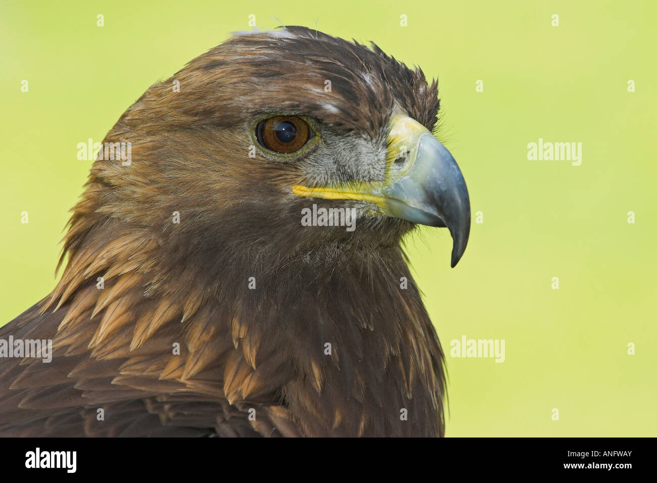 Eagle head hi-res stock photography and images - Alamy