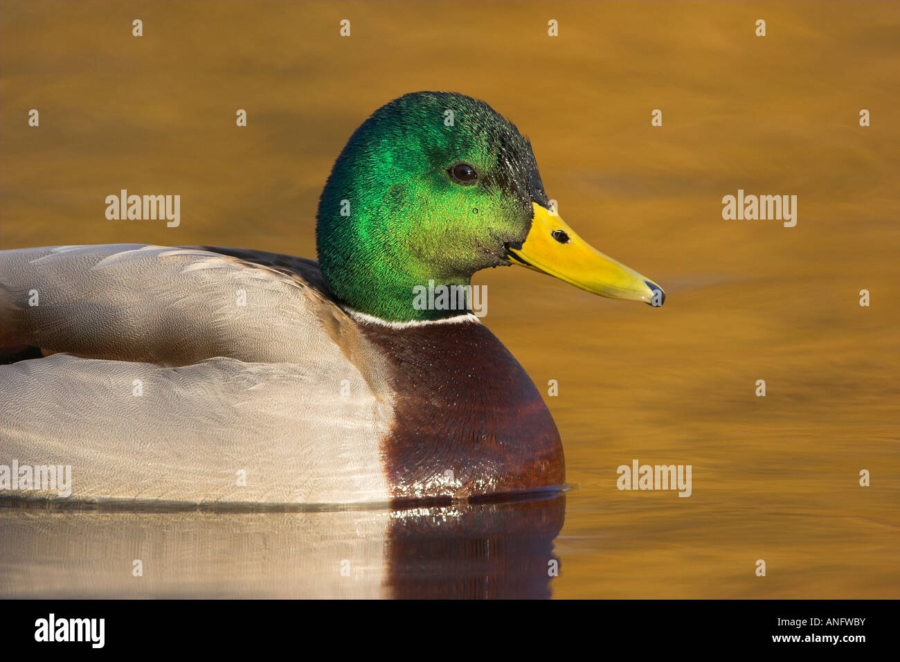 Photos of mallards hi-res stock photography and images - Alamy