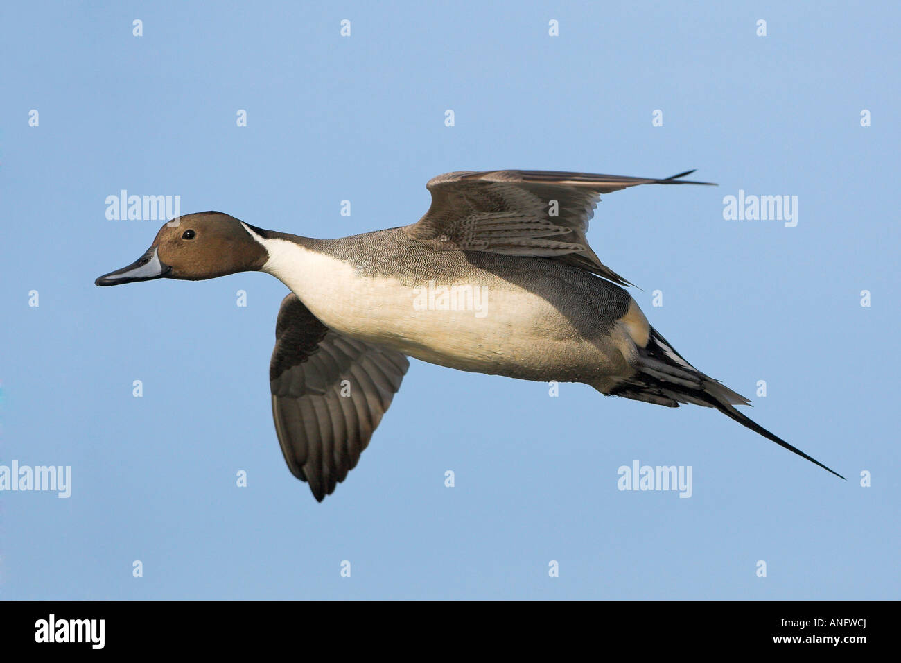 Northern pintails in flight hi-res stock photography and images - Alamy