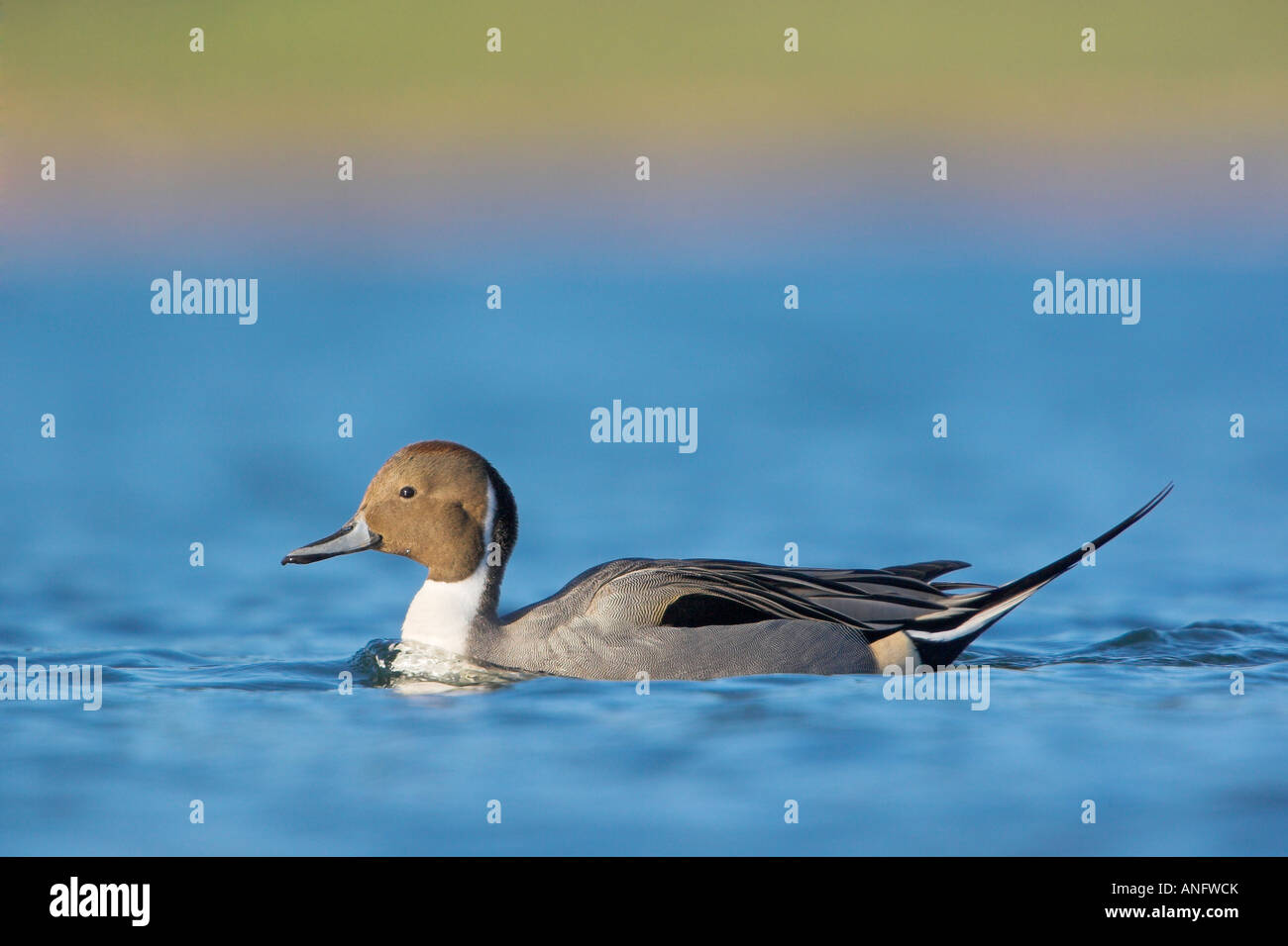 Northern british america hi-res stock photography and images - Alamy