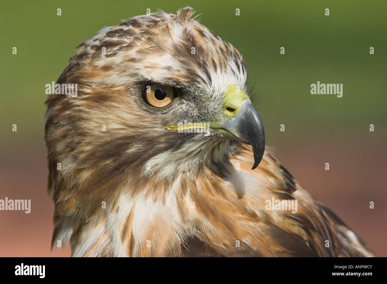 Red-tailed Hawk head detail, British Columbia, Canada Stock Photo - Alamy