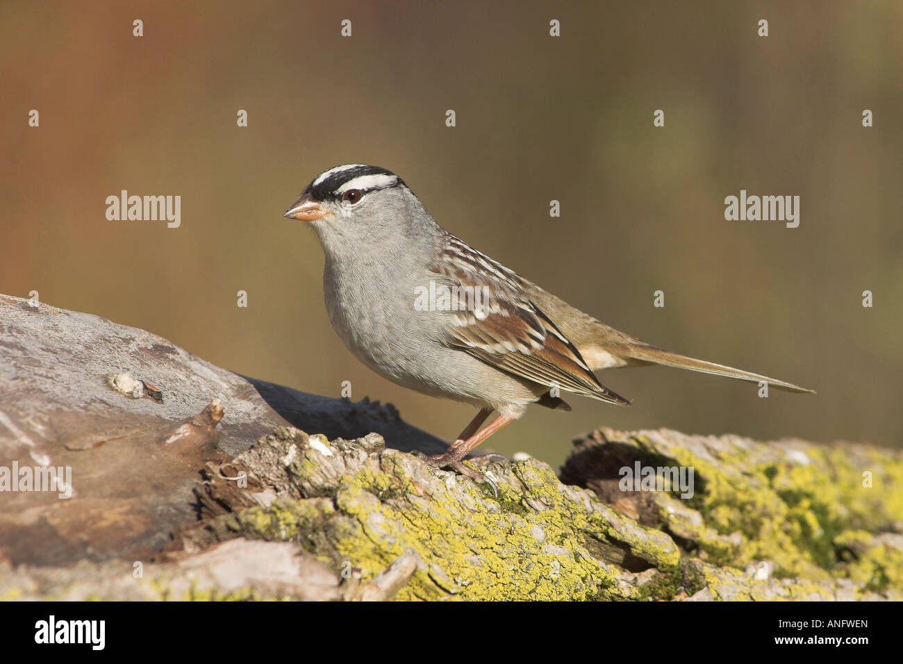 White-crowned Sparrow, British Columbia, Canada Stock Photo - Alamy