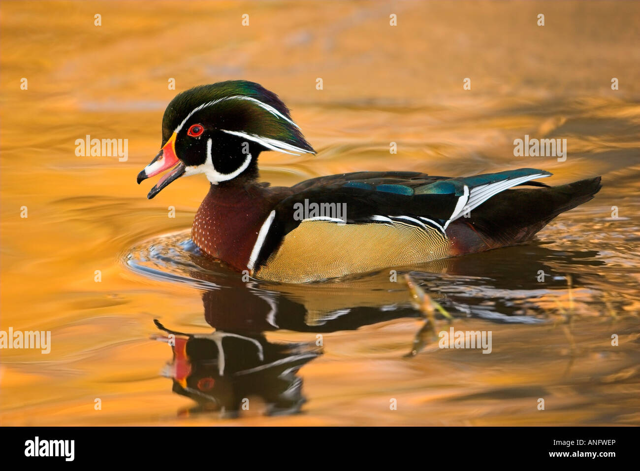 British birds british ducks hi-res stock photography and images - Alamy