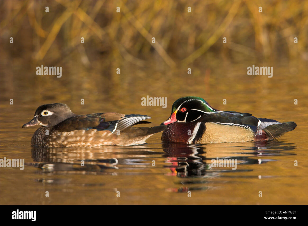Two duck couples hi-res stock photography and images - Alamy