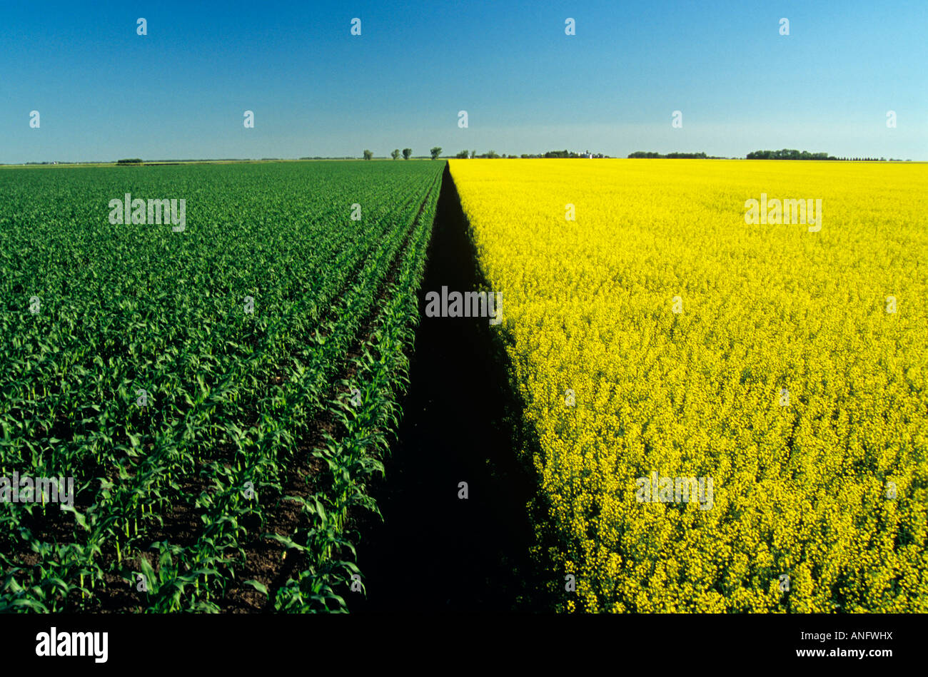Early growth corn and blooming canola near Roland, Manitoba, Canada ...