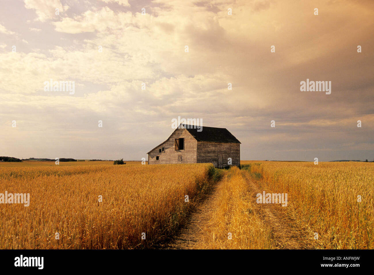 Old barn in maturing spring wheat field hi-res stock photography and ...
