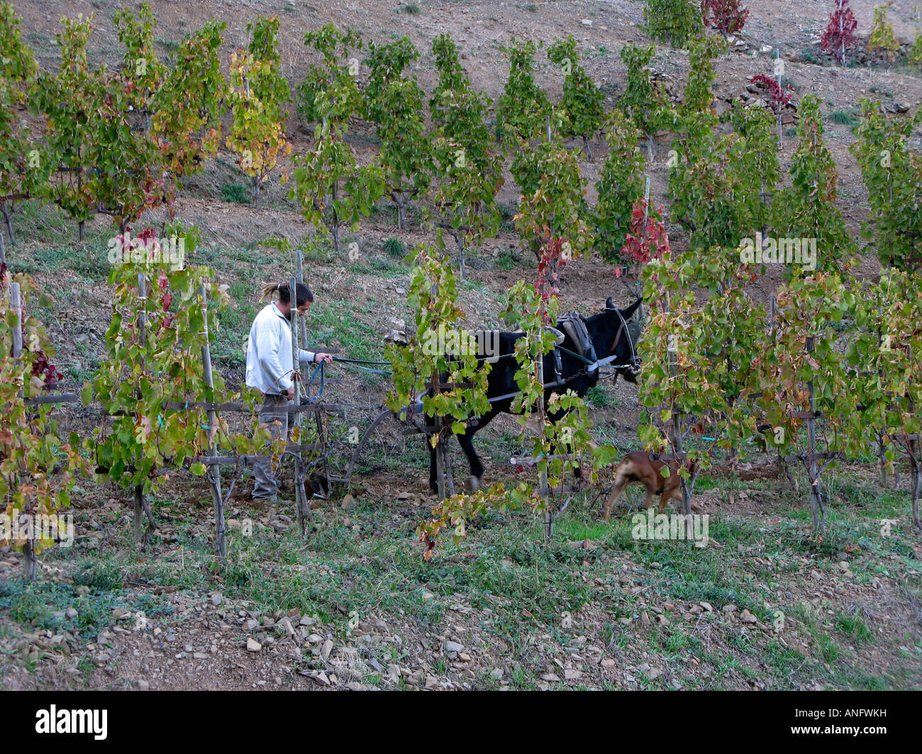 Priorat Vineyards High Resolution Stock Photography and Images - Alamy