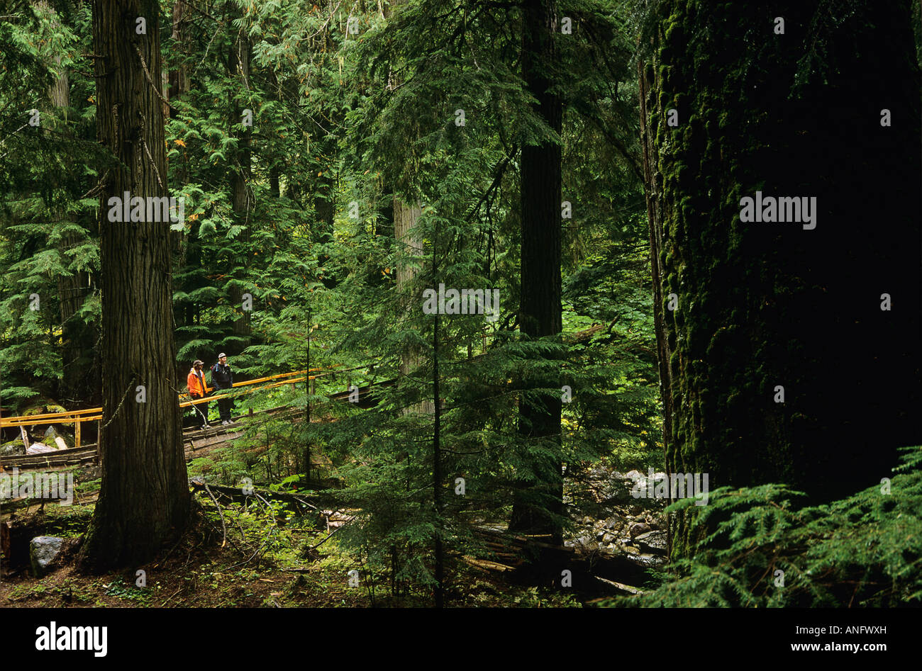 Hikers in old growth forest, Nelson, British Columbia, Canada Stock ...