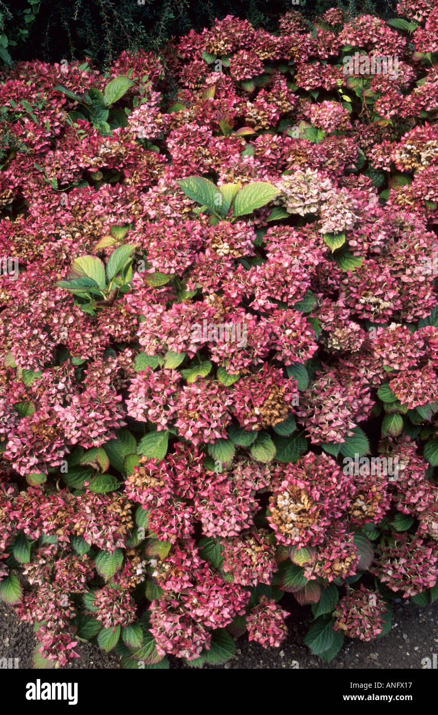 Bronze red flower heads hi-res stock photography and images - Alamy