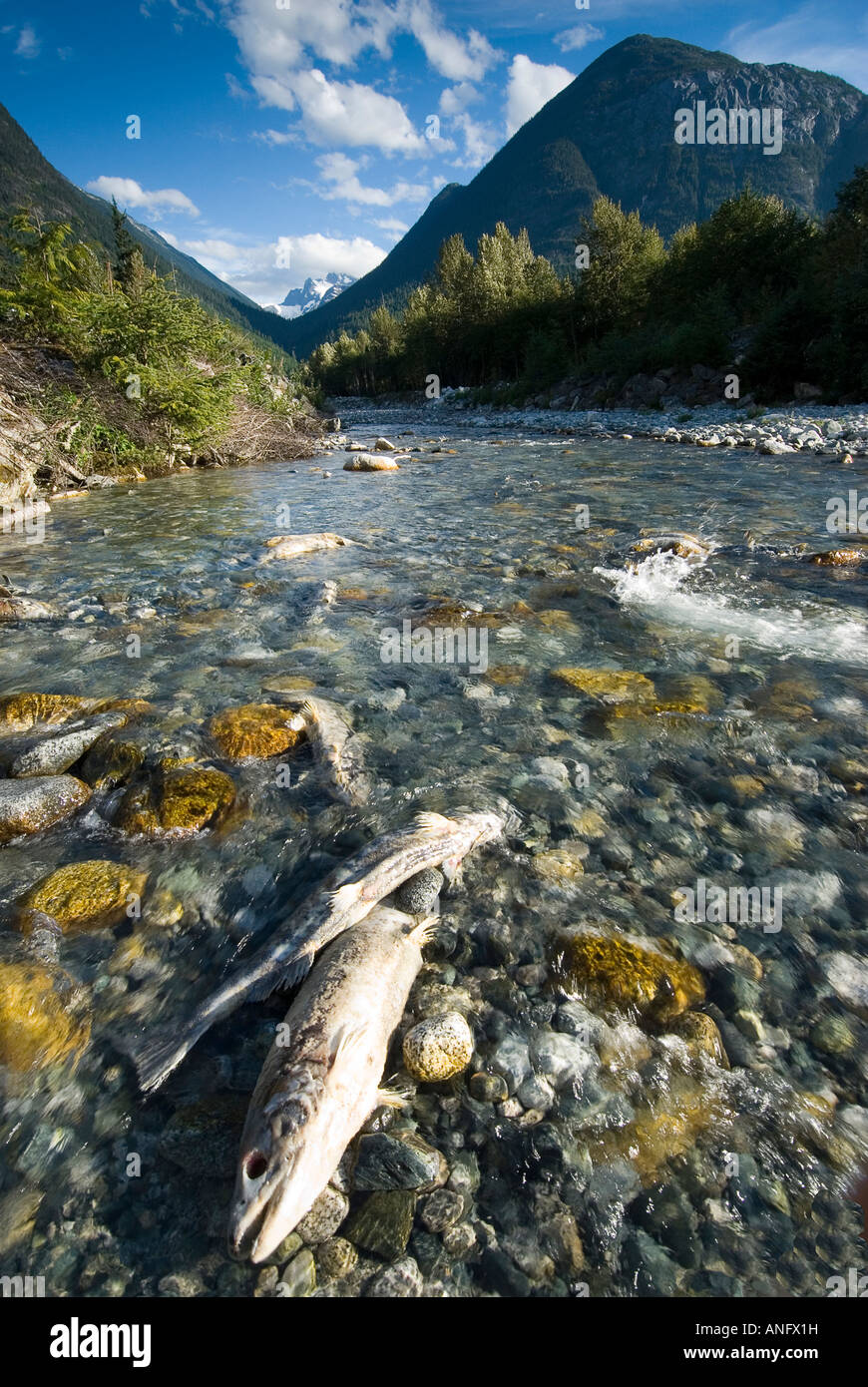 Dead salmon after spawning hi-res stock photography and images - Alamy