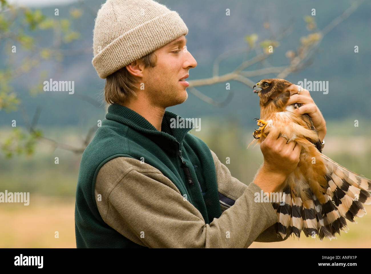 Male bird bander staring face-to-face with a Northern Harrier hawk ...