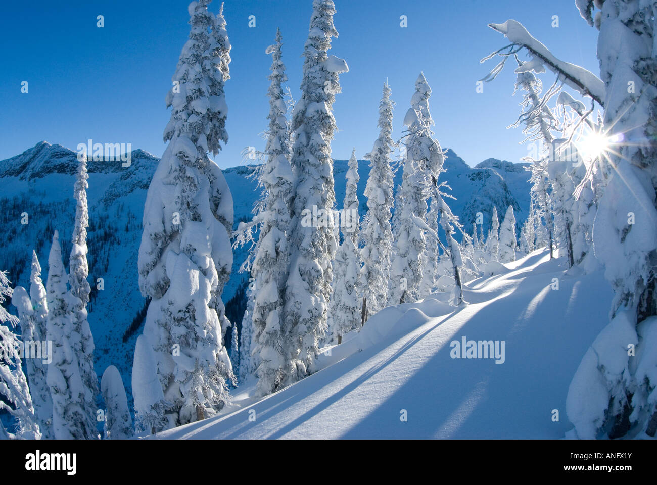 Sunlight shining on snowy trees and alpine bowl in Five Mile Basin near ...