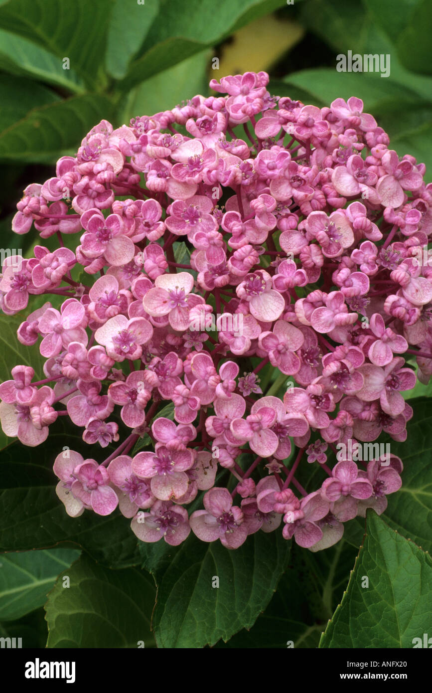 Hydrangea macrophylla 'Ayesha' Stock Photo - Alamy