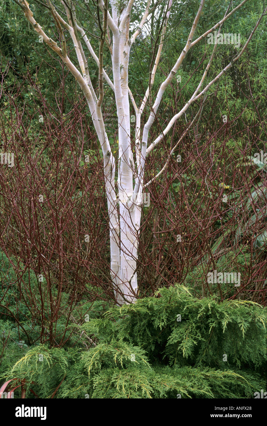 Betula winter white bark garden hi-res stock photography and images - Alamy