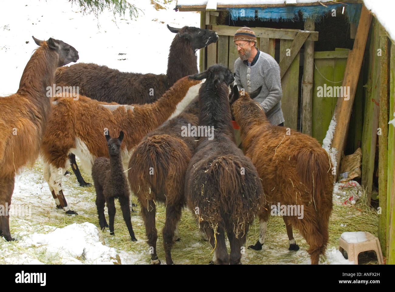 Farmer in stable feeding llamas hi-res stock photography and images - Alamy