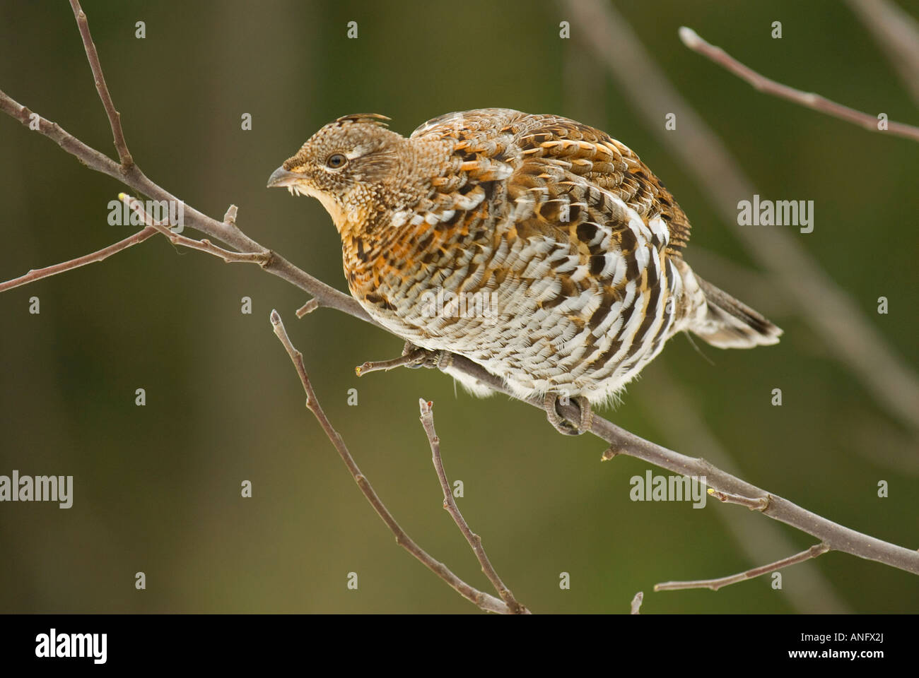 Ruffed grouse in winter eating buds from alder tree, Selkirk Mountains ...