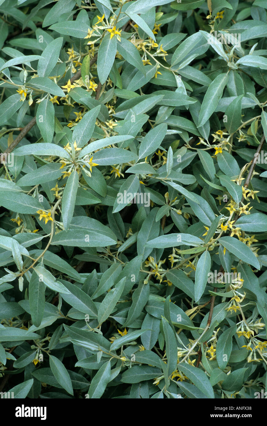 Eleagnus garden hi-res stock photography and images - Alamy