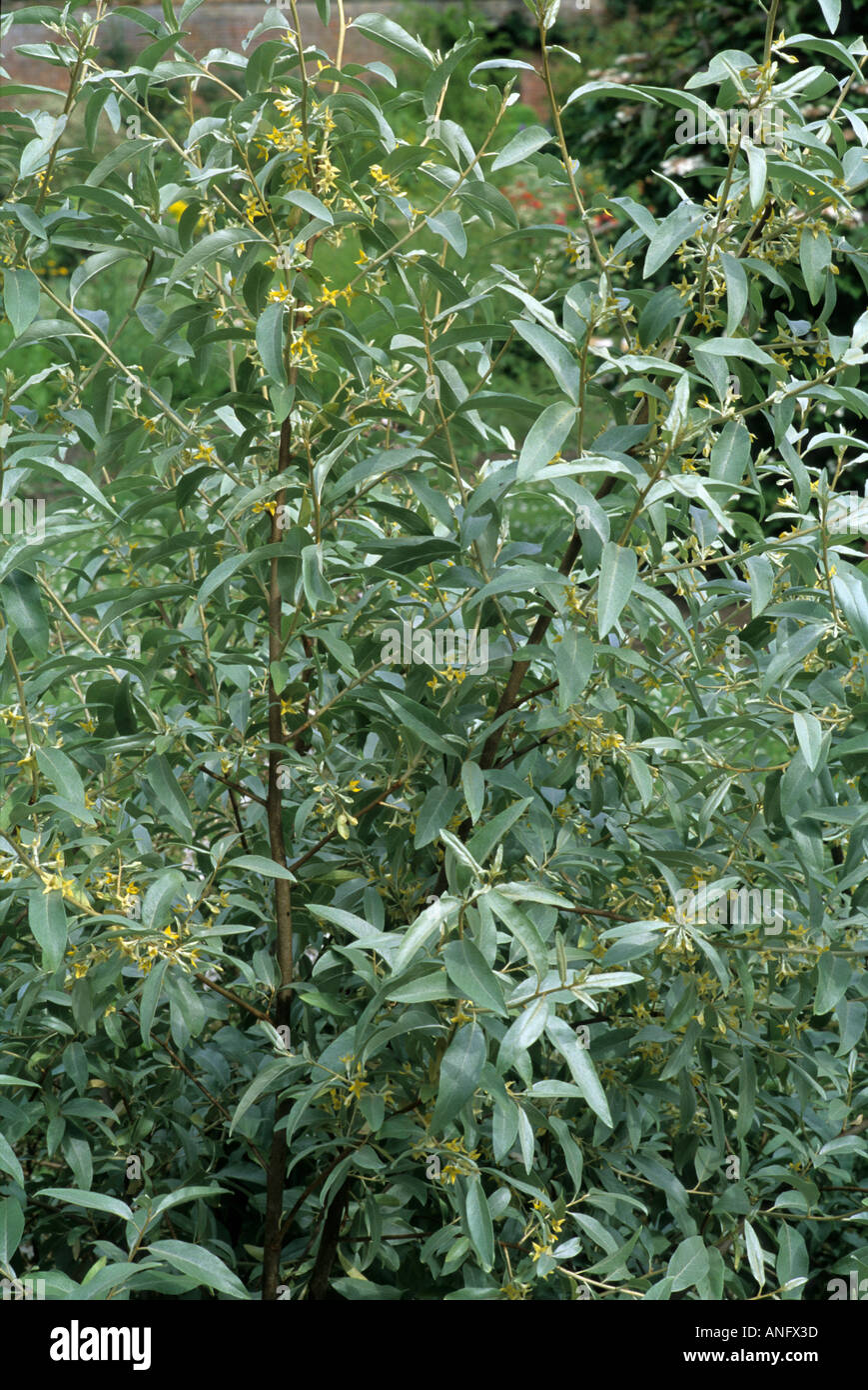 Eleagnus garden hi-res stock photography and images - Alamy