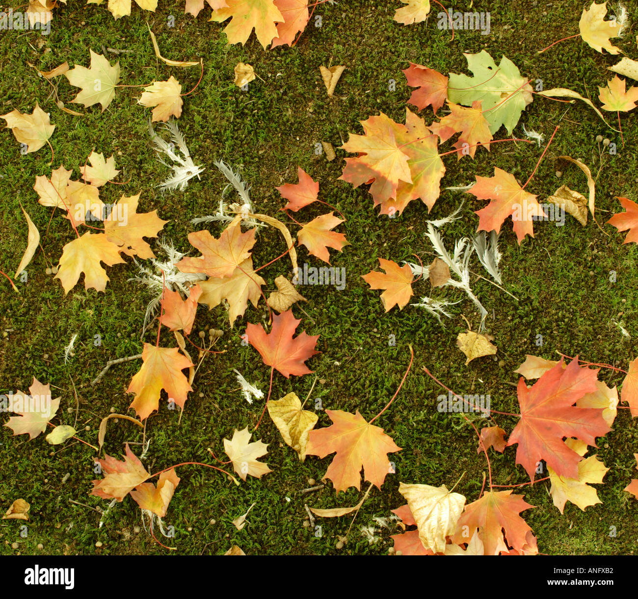 Autumn leaves and feathers on ground Stock Photo - Alamy