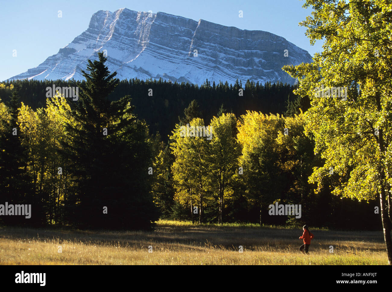 young athletic woman trail running with the Rundle Mountain Ridge in ...