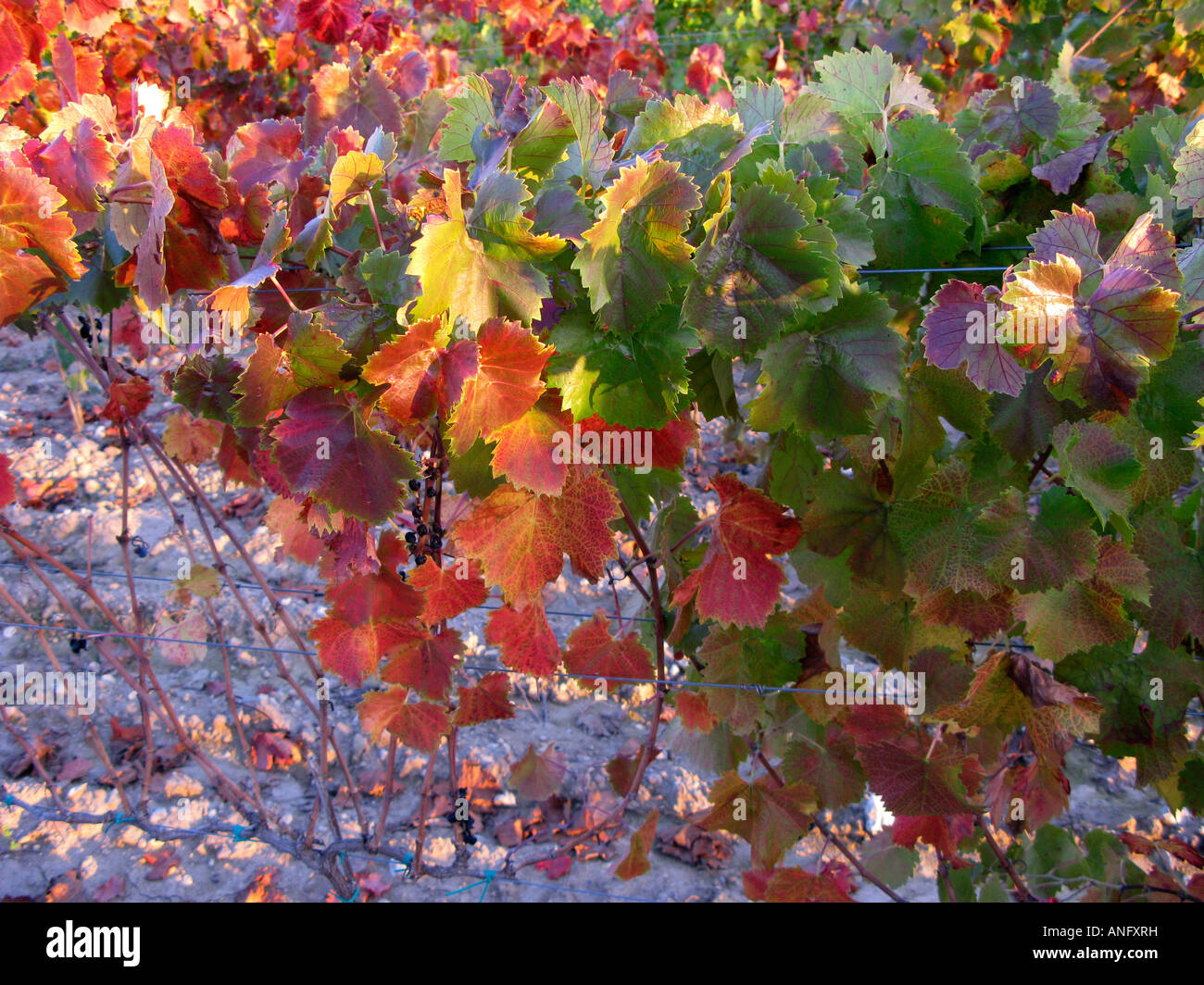 fall winery vineyard leaves Stock Photo - Alamy