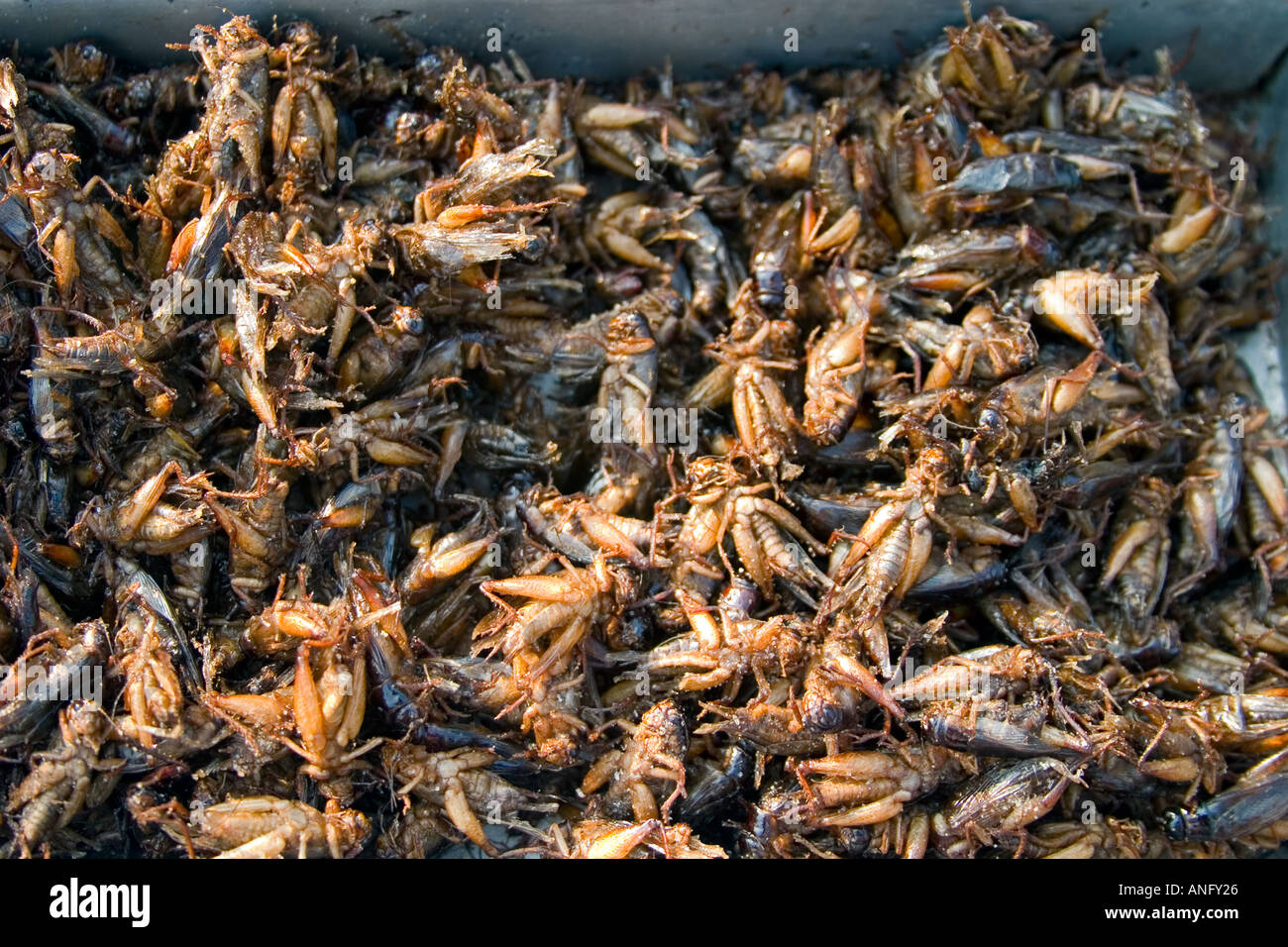 Asian locust hi-res stock photography and images - Alamy