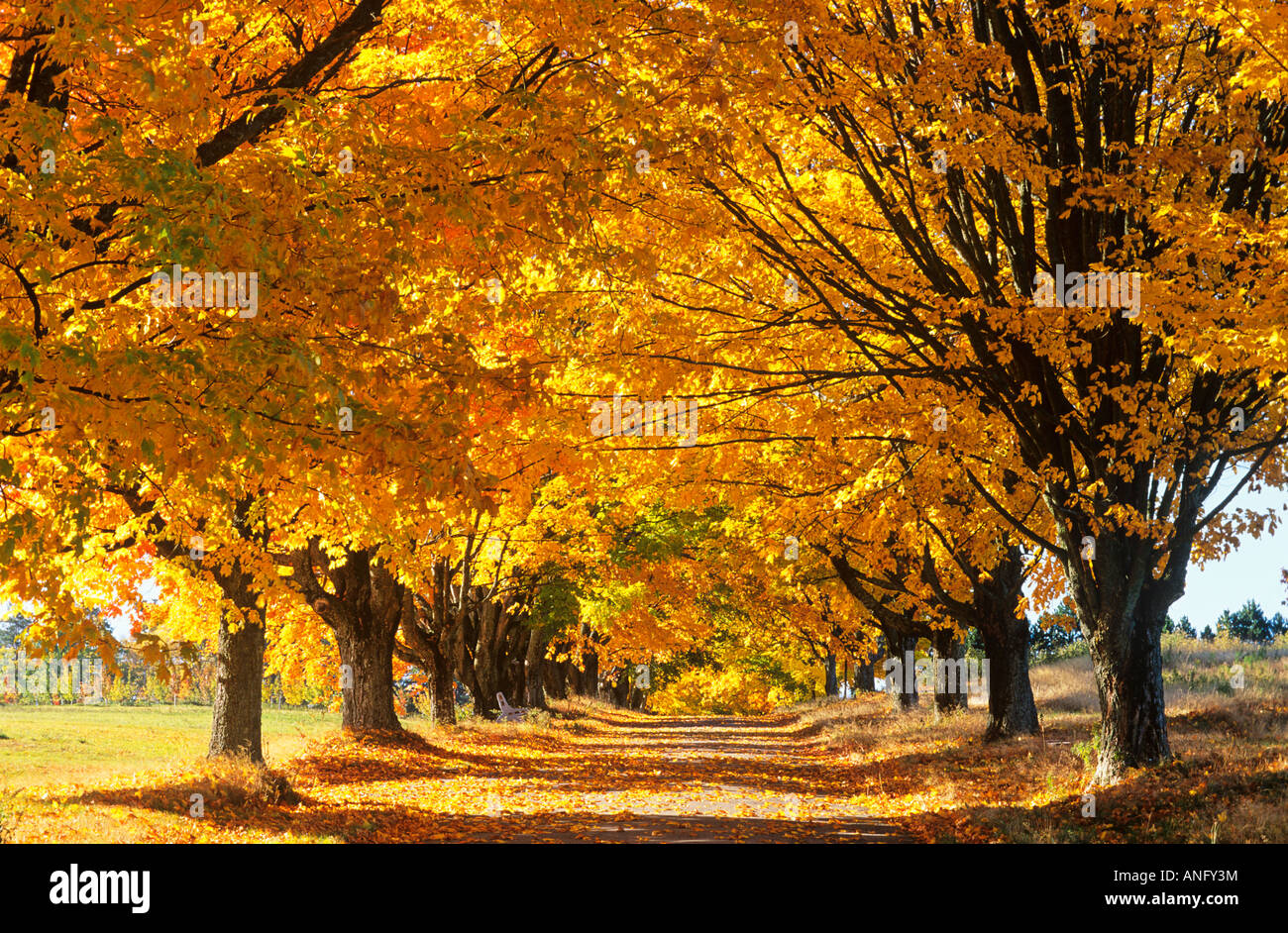 Fall foliage over road at Agricultural Research Station, Annapolis ...