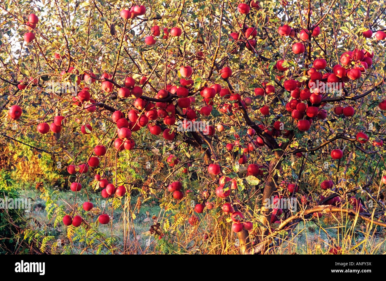 Nova scotia annapolis valley orchard hi-res stock photography and ...