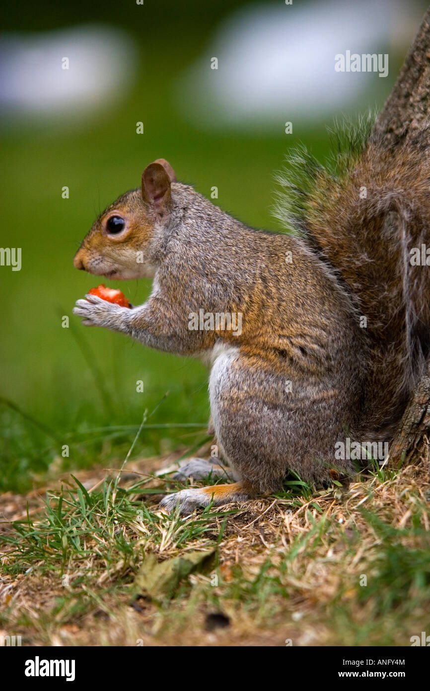 Squirrel eating strawberry hi-res stock photography and images - Alamy
