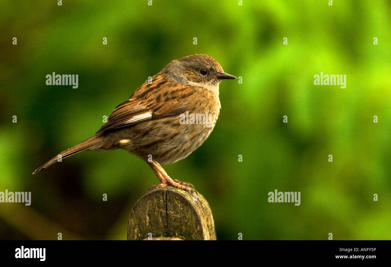 Sparrow on bench London park Stock Photo - Alamy