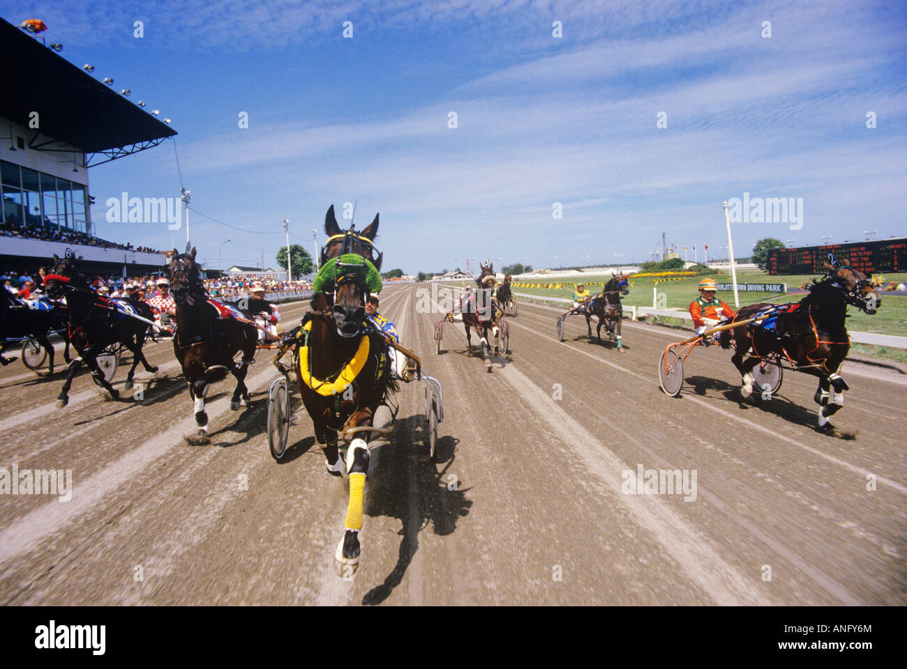 Charlottetown canada horse hi-res stock photography and images - Alamy
