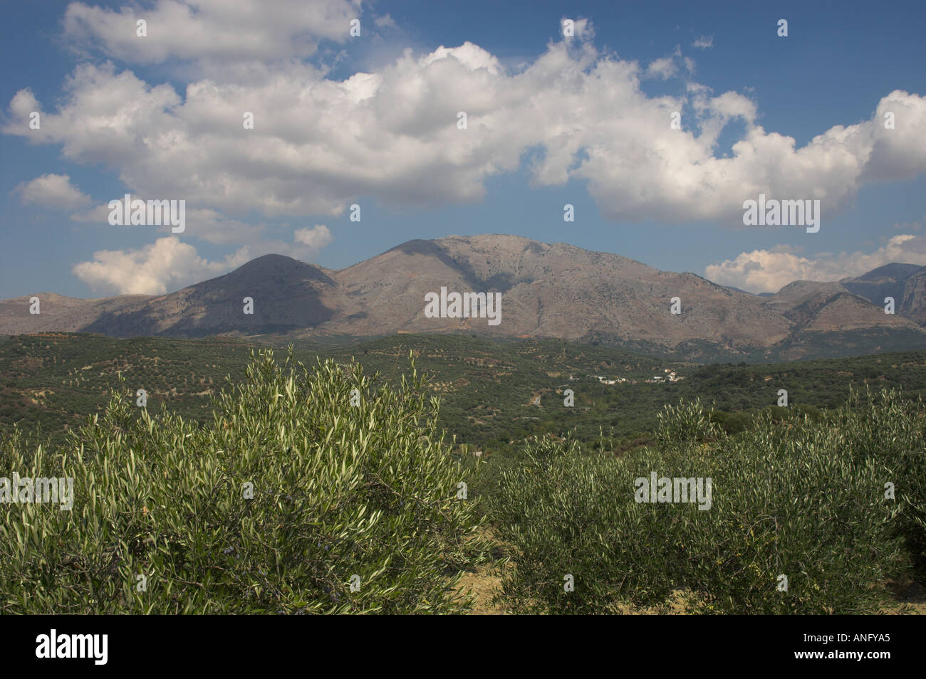 Greece Crete South Coast Near mount Dikti landscape with olive trees in ...