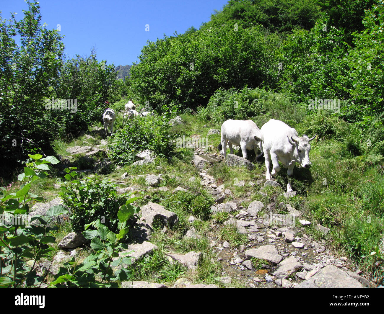 french pyrenees mountains Stock Photo - Alamy