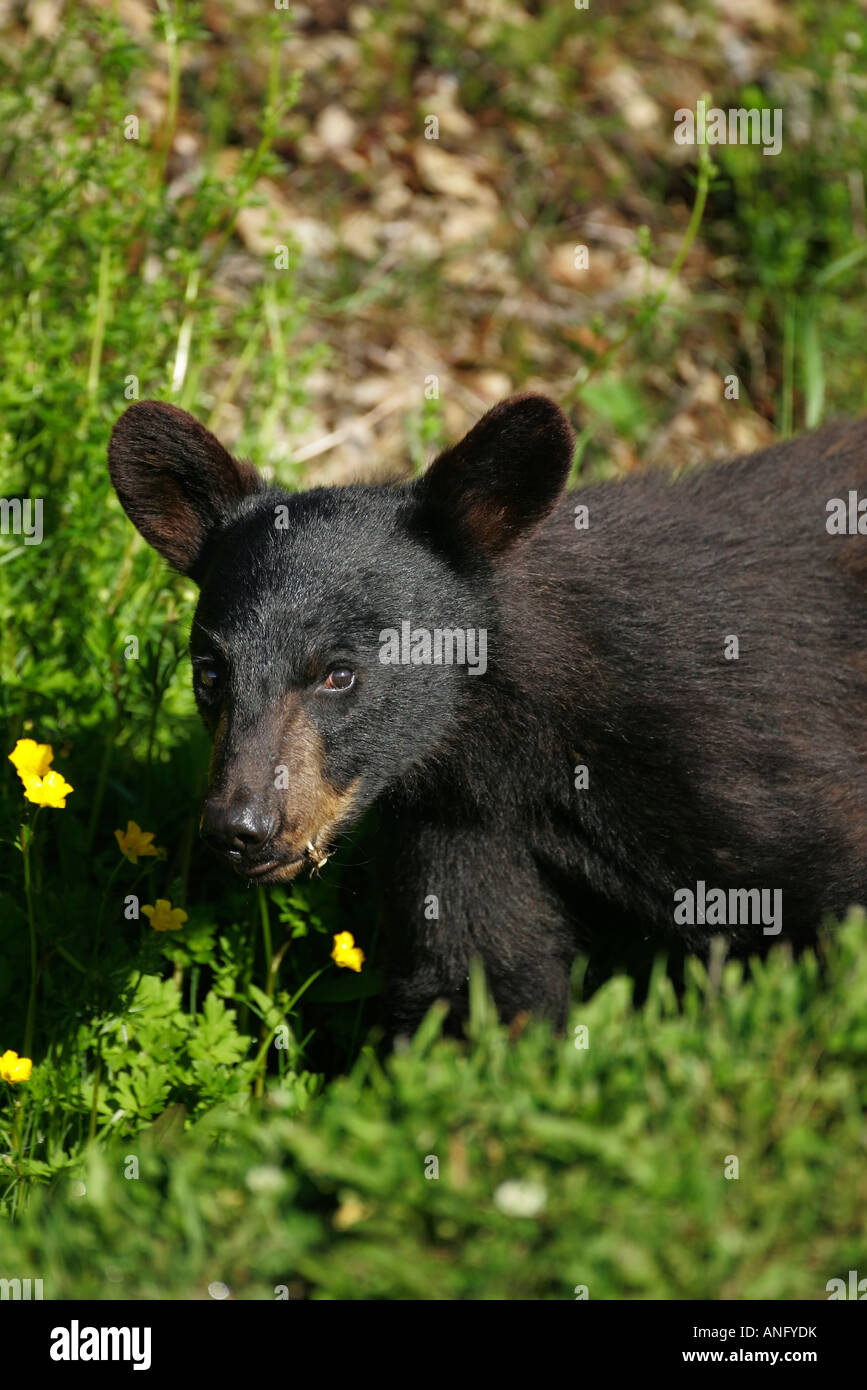 Black bears quebec hi-res stock photography and images - Alamy