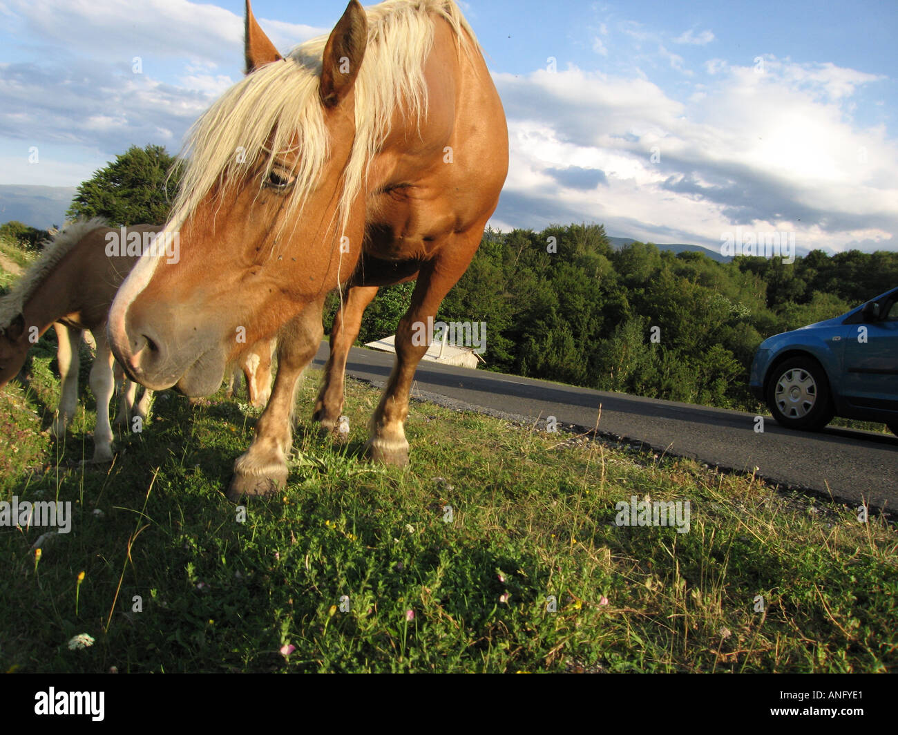 French pyrenees horse trek hi-res stock photography and images - Alamy