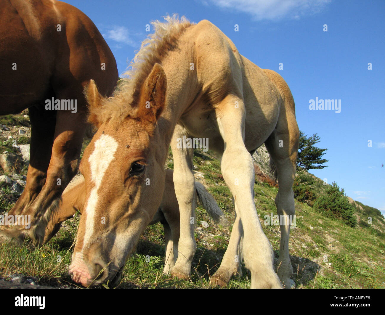 French pyrenees mountains hi-res stock photography and images - Alamy