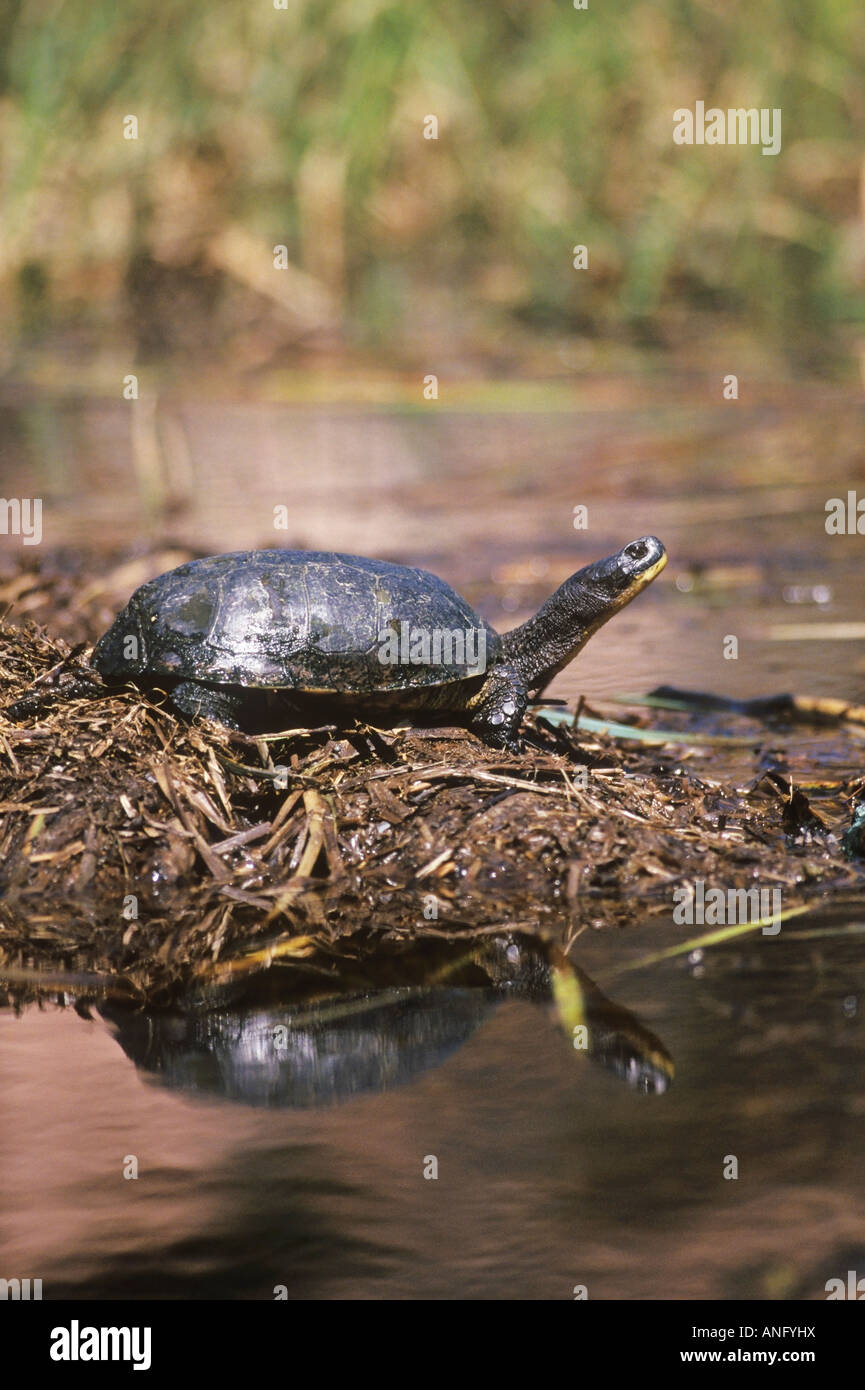 Turtle portraits hi-res stock photography and images - Alamy