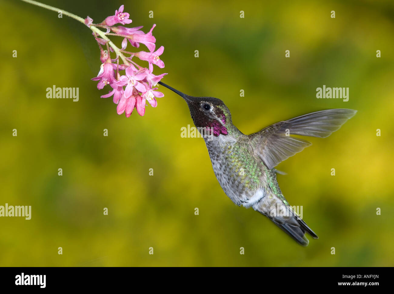 Anna's Hummingbird (Calypte anna), Canada Stock Photo - Alamy