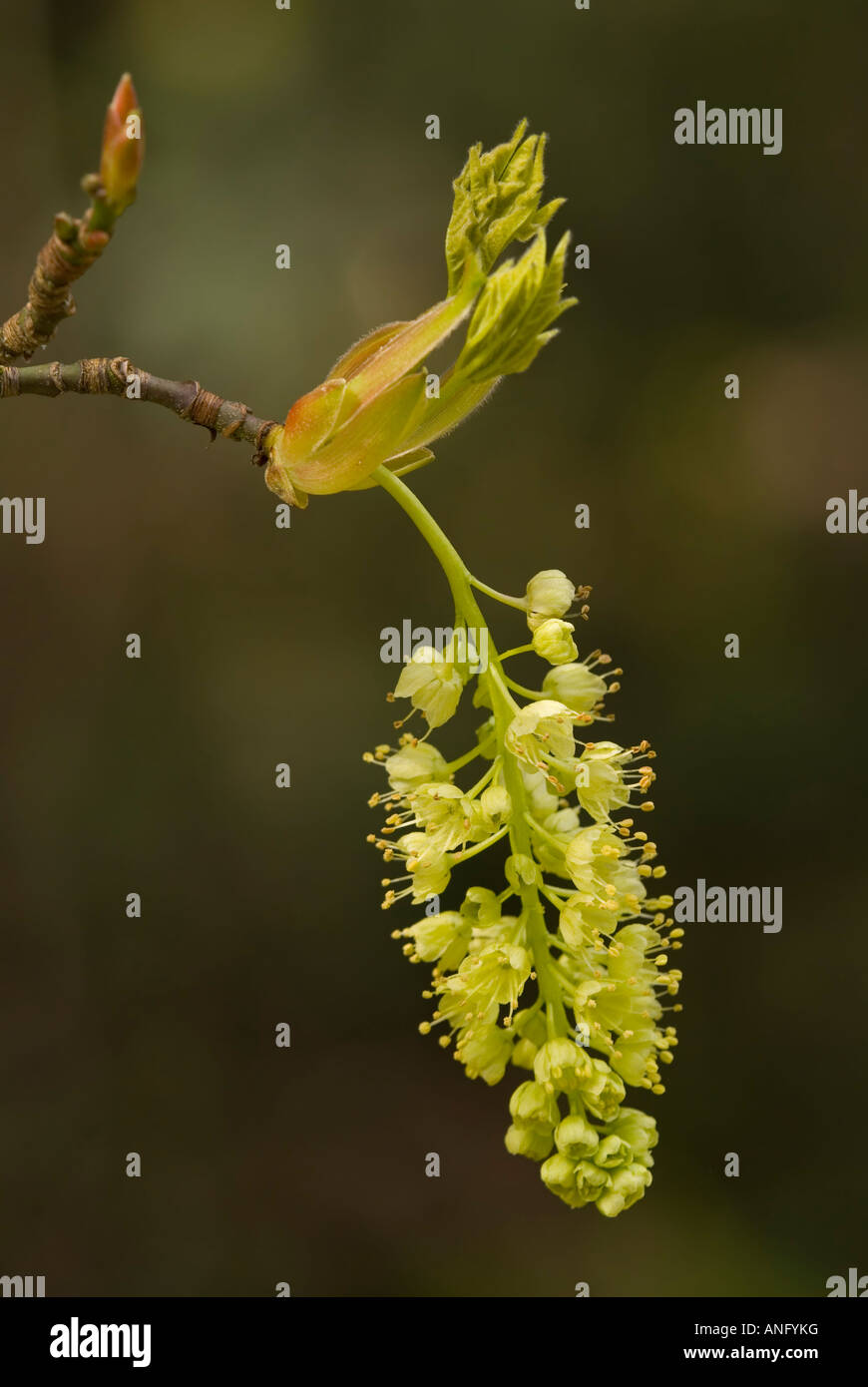 Slender Toothwort (Cardamine angustata), Canada Stock Photo - Alamy