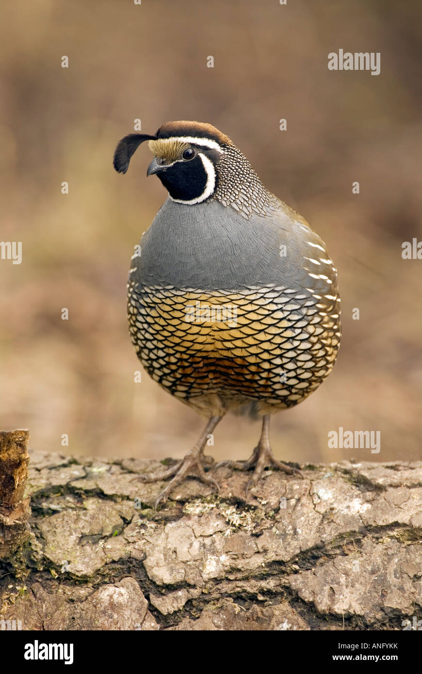 California Quail (Callipepla californica), Canada Stock Photo - Alamy