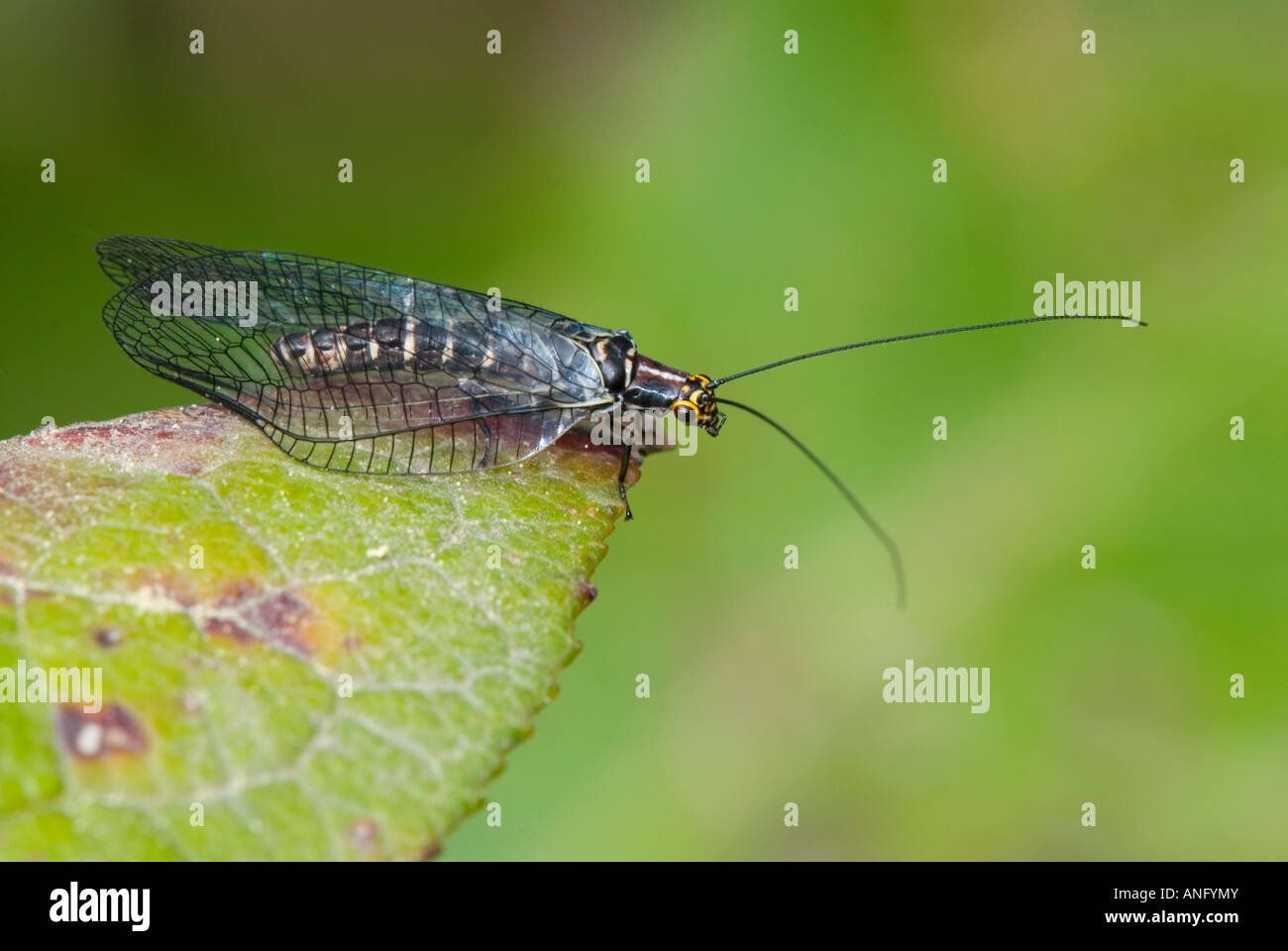 Female dobsonfly (Corydalus cornutus), Canada Stock Photo - Alamy